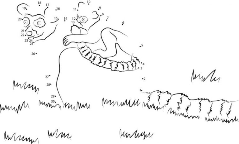 Coloring pages: Lemur, printable for kids & adults, free