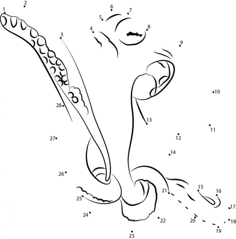 Connect the dots: Octopus, printable for kids & adults, free