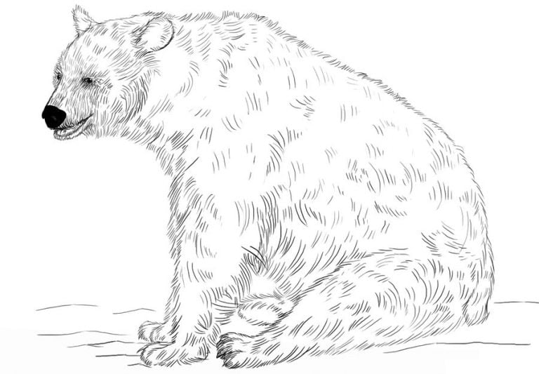 Coloring pages: American black bear, printable for kids & adults, free