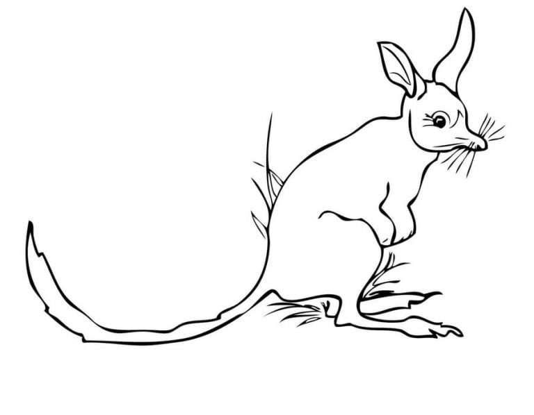 Coloring pages: Bilby, printable for kids & adults, free