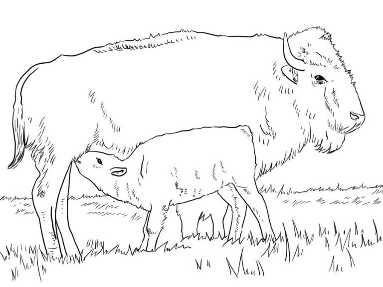 Coloring pages: Buffalo, printable for kids & adults, free
