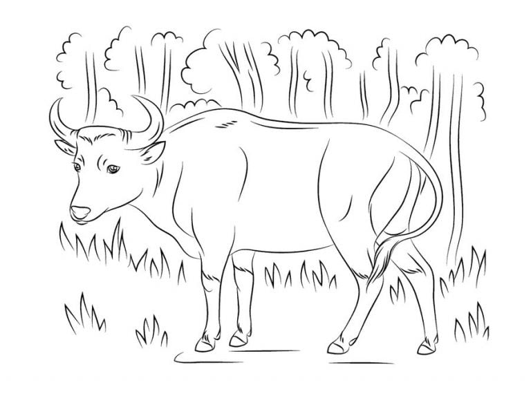 Coloring pages: Buffalo, printable for kids & adults, free