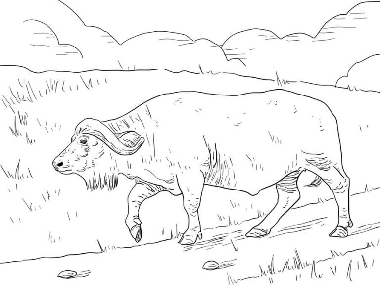 Coloring pages: Buffalo, printable for kids & adults, free