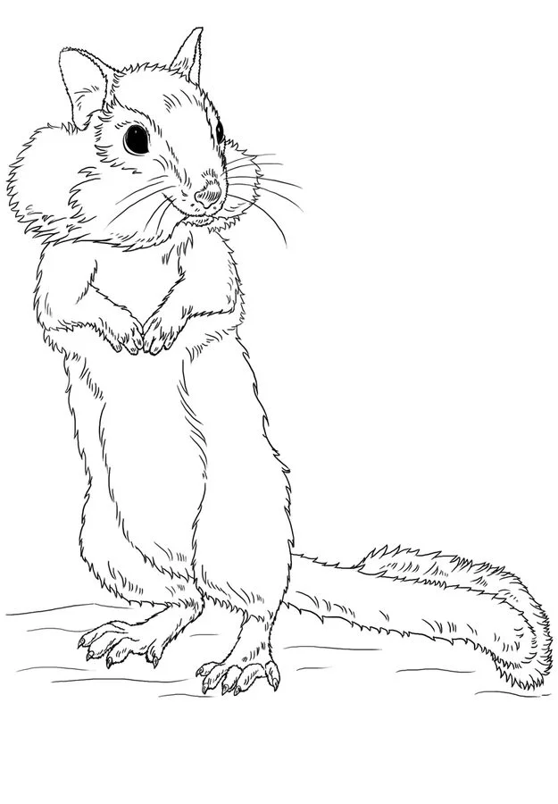 Sleeping Chipmunk Coloring Pages