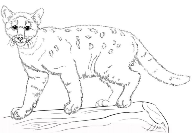 Ausmalbilder: Puma zum ausdrucken, kostenlos, für Kinder und Erwachsene