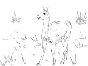 Dibujos para colorear: Guanaco imprimible, gratis, para los niños y los ...