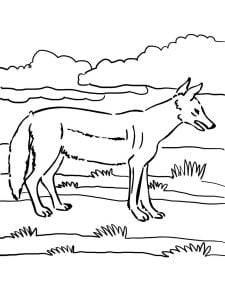 Coloring pages: Jackal, printable for kids & adults, free