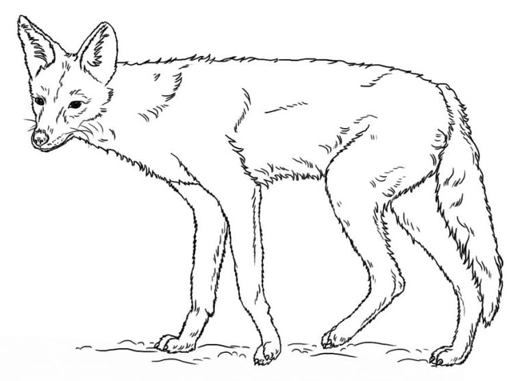 Coloring pages: Jackal, printable for kids & adults, free