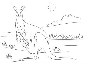 Coloring pages: Kangaroos, printable for kids & adults, free