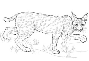 Ausmalbilder: Luchs zum ausdrucken, kostenlos, für Kinder und Erwachsene