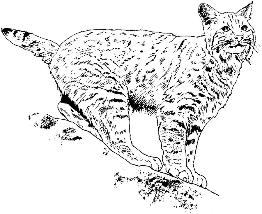 Ausmalbilder: Luchs zum ausdrucken, kostenlos, für Kinder und Erwachsene