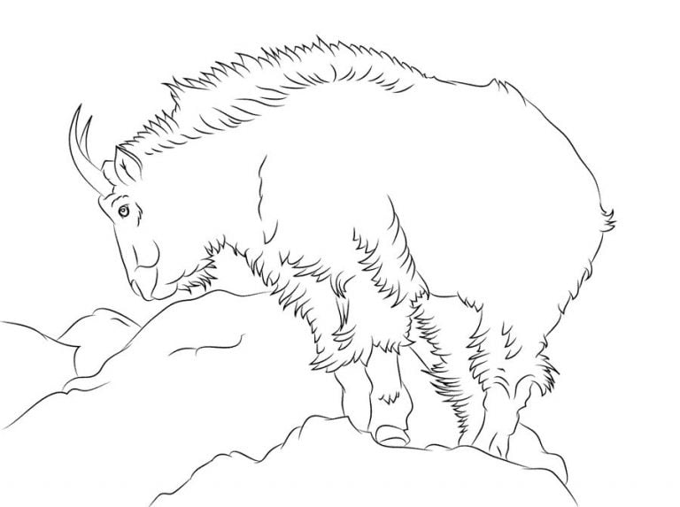 Coloring pages: Mountain Goat, printable for kids & adults, free