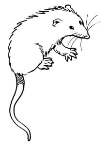 Coloring pages: Opossums, printable for kids & adults, free