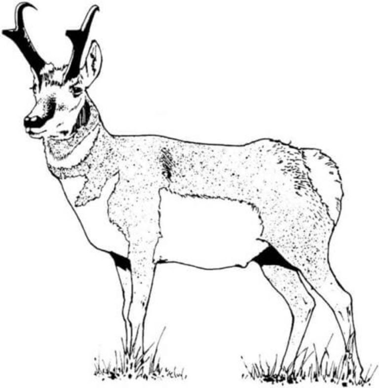 Dibujos Para Colorear Berrendo Imprimible Gratis Para Los Niños Y