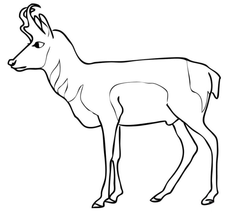 Dibujos para colorear: Berrendo imprimible, gratis, para los niños y ...