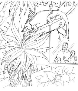 Coloring pages: Basilisk lizard, printable for kids & adults, free