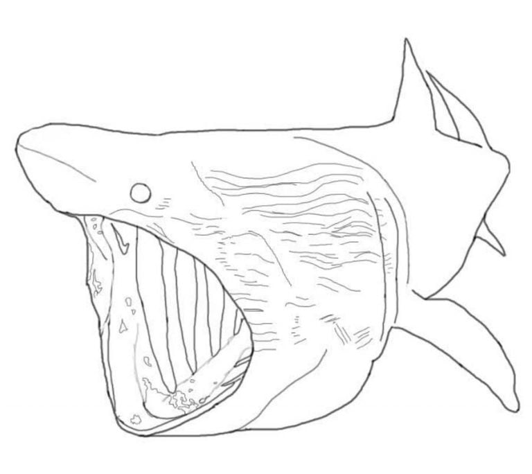 Coloring pages: Basking shark, printable for kids & adults, free