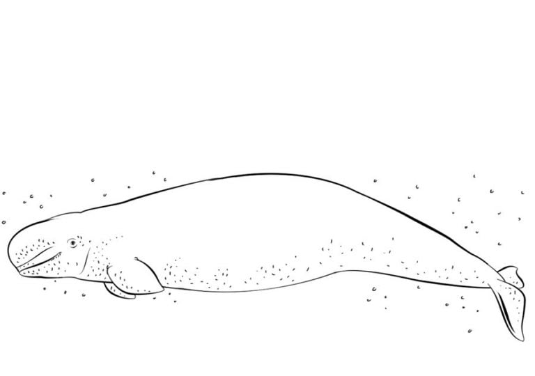 Coloring pages: Beluga whale, printable for kids & adults, free