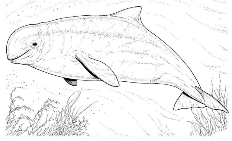Coloring pages: Beluga whale, printable for kids & adults, free