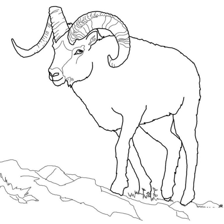 Coloring pages: Bighorn sheep, printable for kids & adults, free