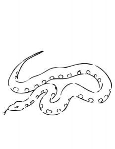 Coloring pages: Boa Constrictor, printable for kids & adults, free