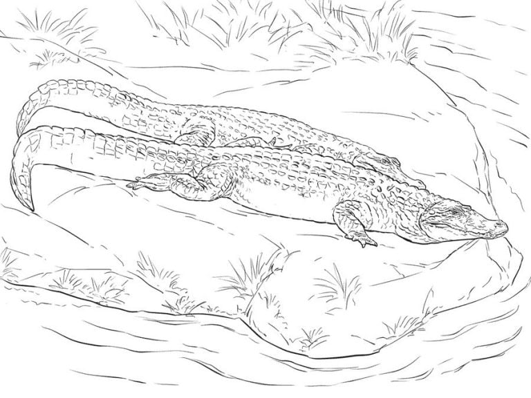 Coloring pages: Caiman, printable for kids & adults, free