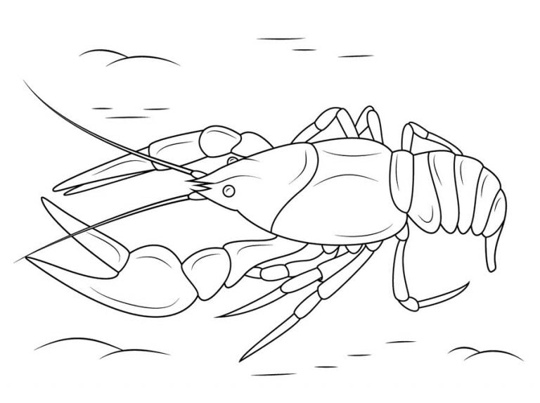 Coloring pages: Crawfish, printable for kids & adults, free