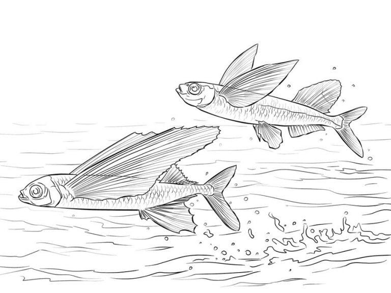 Coloring pages: Flying fish, printable for kids & adults, free