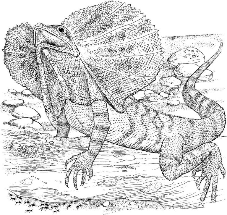 Coloring pages: Frill-necked lizard, printable for kids & adults, free