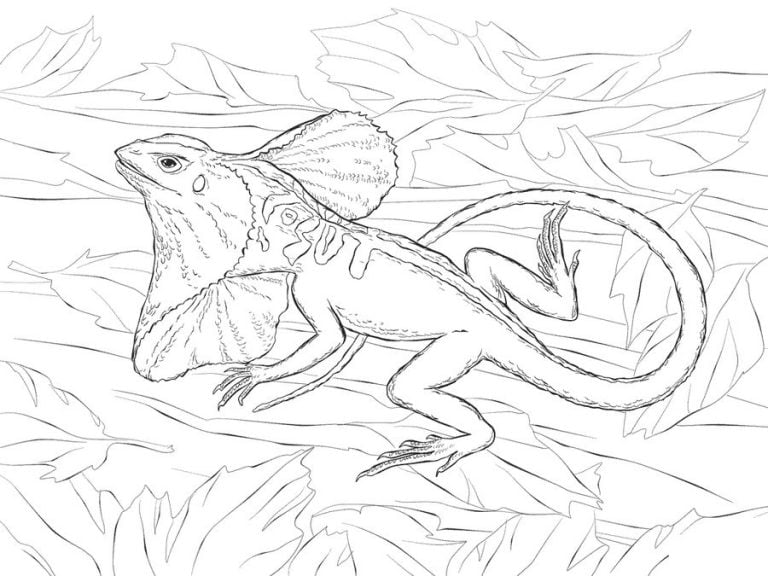 Coloring pages: Frill-necked lizard, printable for kids & adults, free