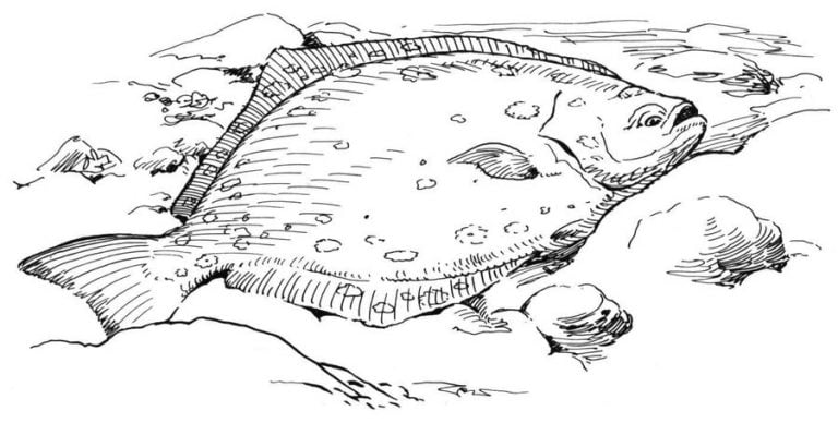 Coloring pages: Halibut, printable for kids & adults, free