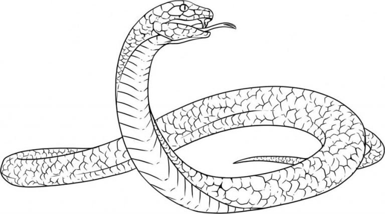 Dibujos para colorear: Serpientes reales imprimible, gratis, para los ...