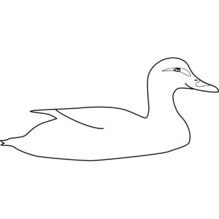 Coloring pages: Mallard, printable for kids & adults, free