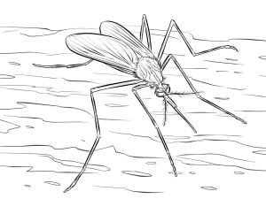 Kolorowanki: Komar do druku dla dzieci i dorosłych