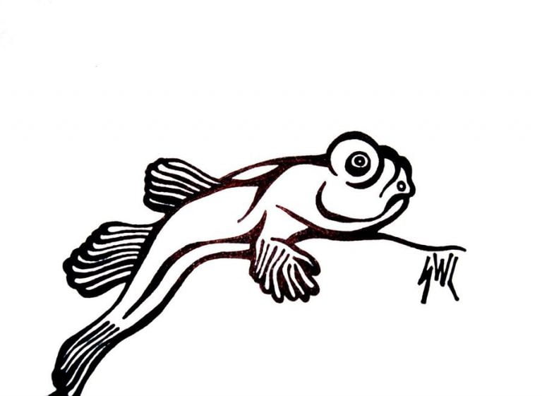 Coloring pages: Mudskipper, printable for kids & adults, free