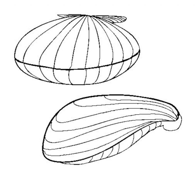 Coloring pages: Mussel, printable for kids & adults, free