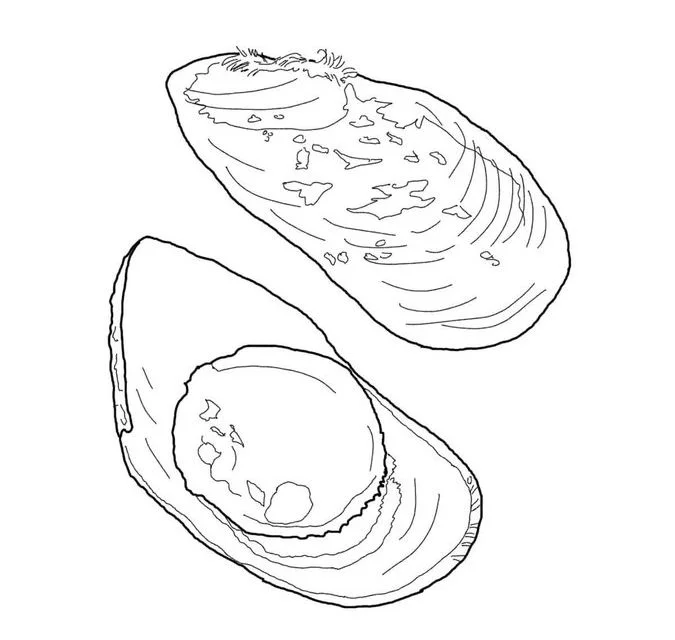 Coloring pages: Mussel, printable for kids & adults, free