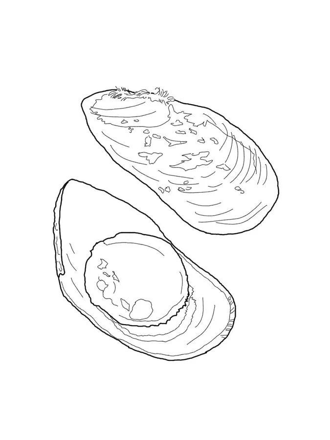 Coloring pages: Mussel, printable for kids & adults, free