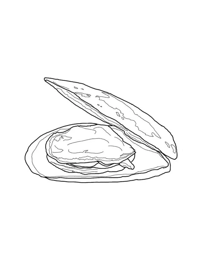 Coloring pages: Mussel, printable for kids & adults, free