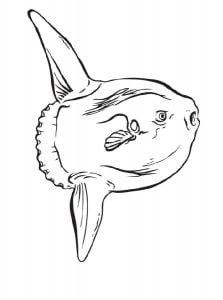 Coloring pages: Ocean Sunfish, printable for kids & adults, free