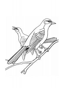 Coloring pages: Orioles, printable for kids & adults, free