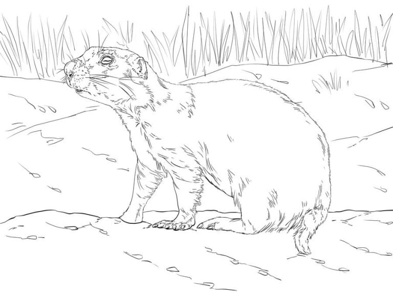 Coloring pages: Prairie dog, printable for kids & adults, free