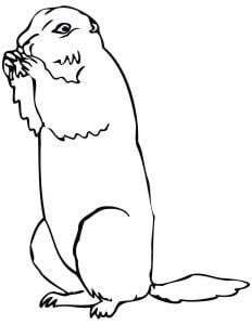 Coloring pages: Prairie dog, printable for kids & adults, free