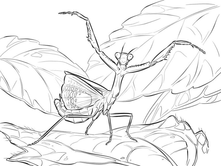Coloring pages: Praying mantis, printable for kids & adults, free