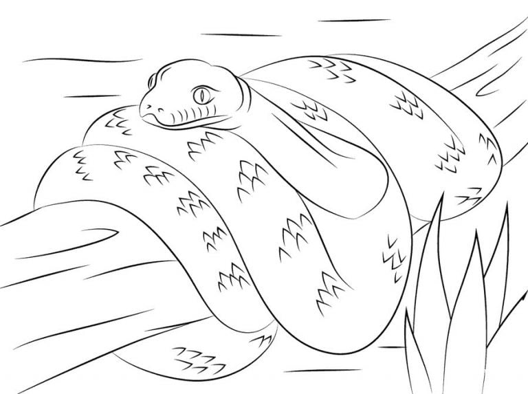 Ausmalbilder: Python zum ausdrucken, kostenlos, für Kinder und Erwachsene