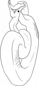 Dibujos para colorear: Pitón imprimible, gratis, para los niños y los ...