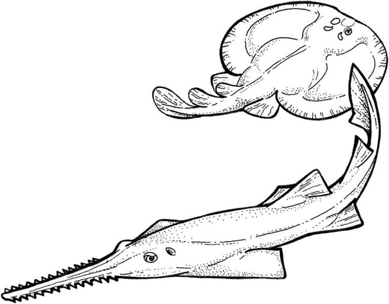 Ausmalbilder: Rochen zum ausdrucken, kostenlos, für Kinder und Erwachsene