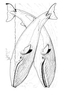 Coloring pages: Right Whale, printable for kids & adults, free