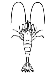 Coloring pages: Shrimp, printable for kids & adults, free