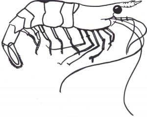 Coloring pages: Shrimp, printable for kids & adults, free